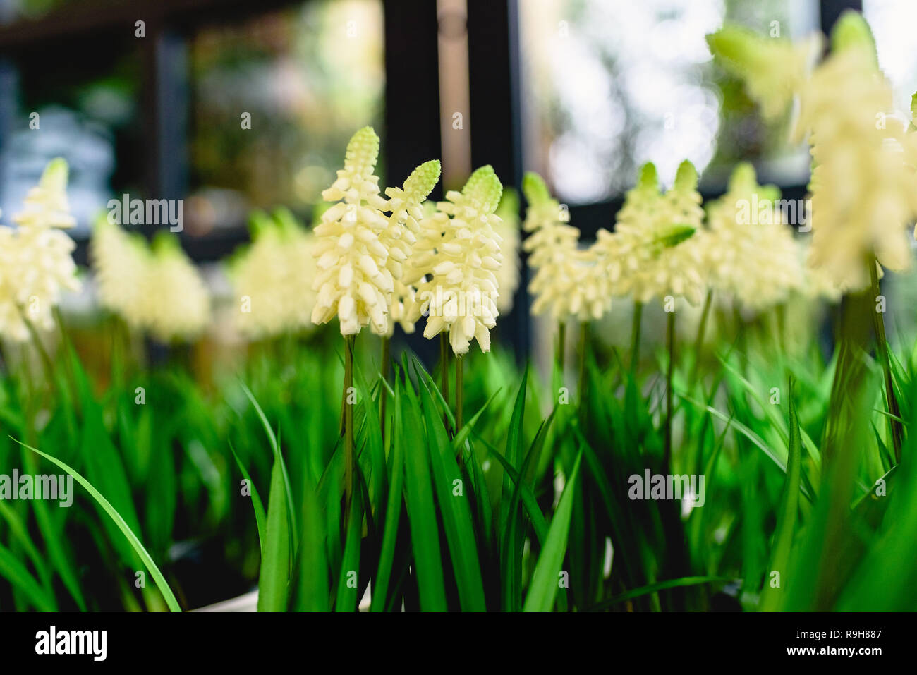 Flowers of plastic of intense colors to decorate the home Stock Photo ...