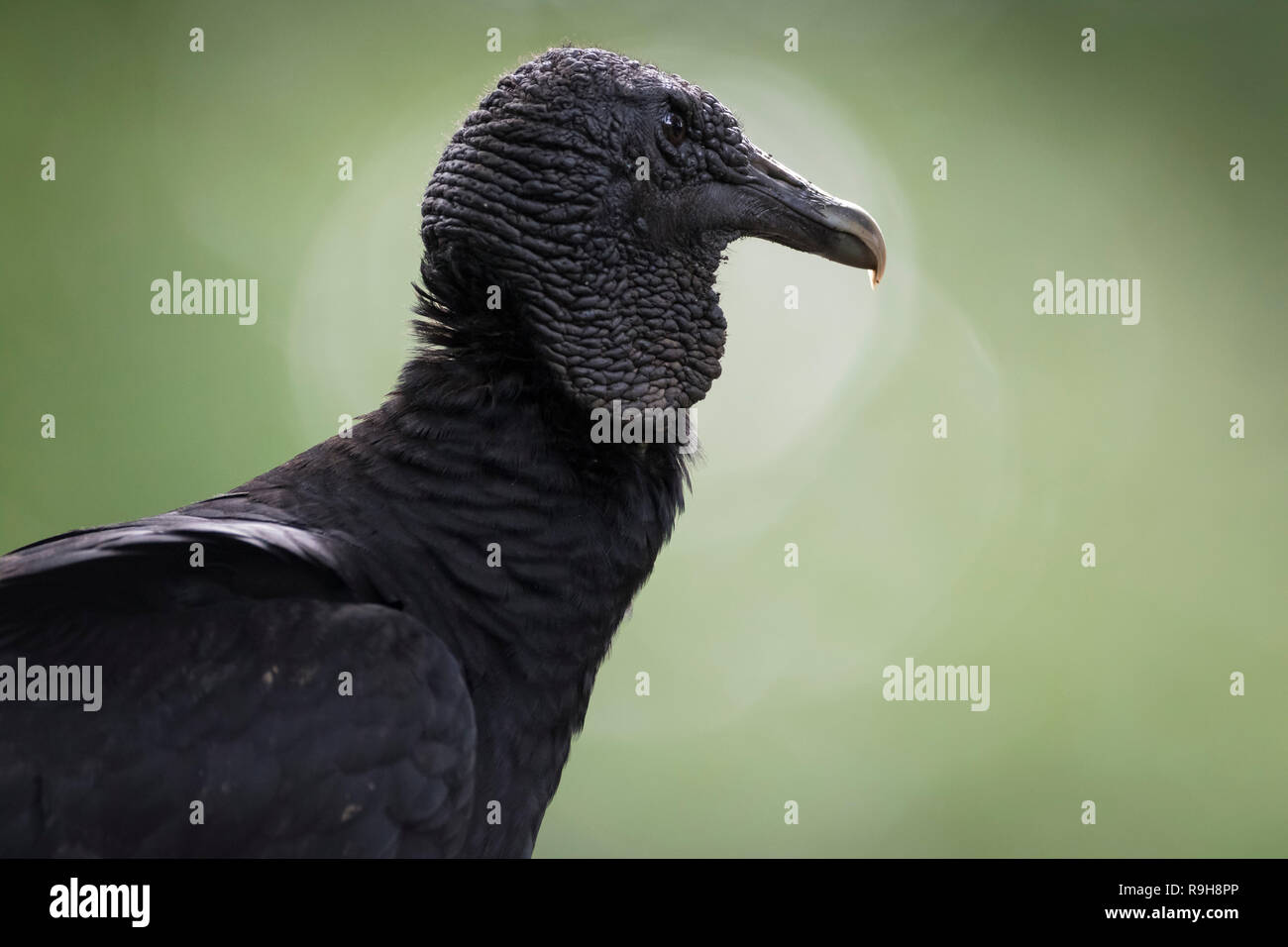 American Black Vulture (Coragyps atratus) portrait. Puerto Viejo river ...