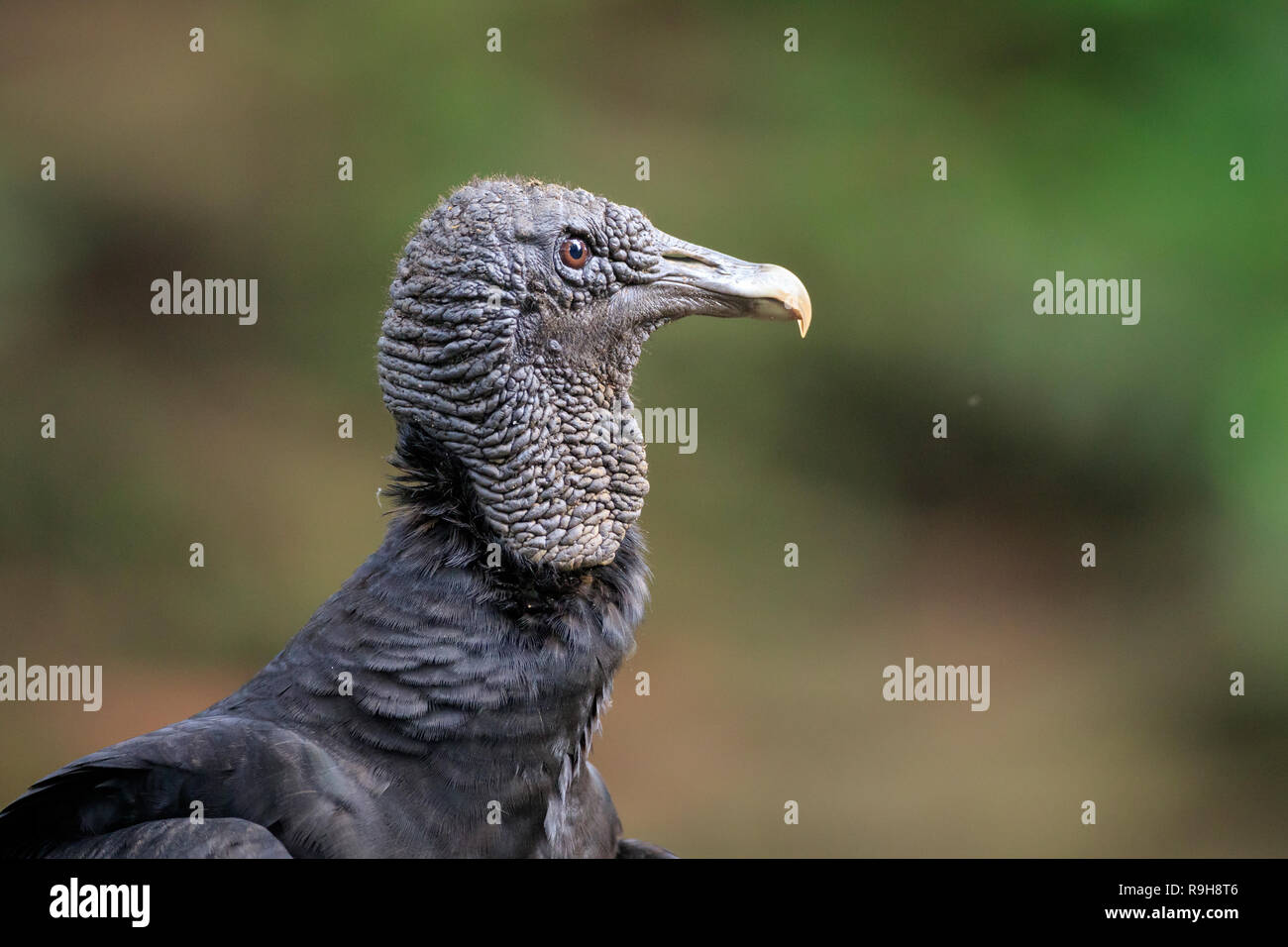 Black vulture costa rica new world vultures hi-res stock photography ...