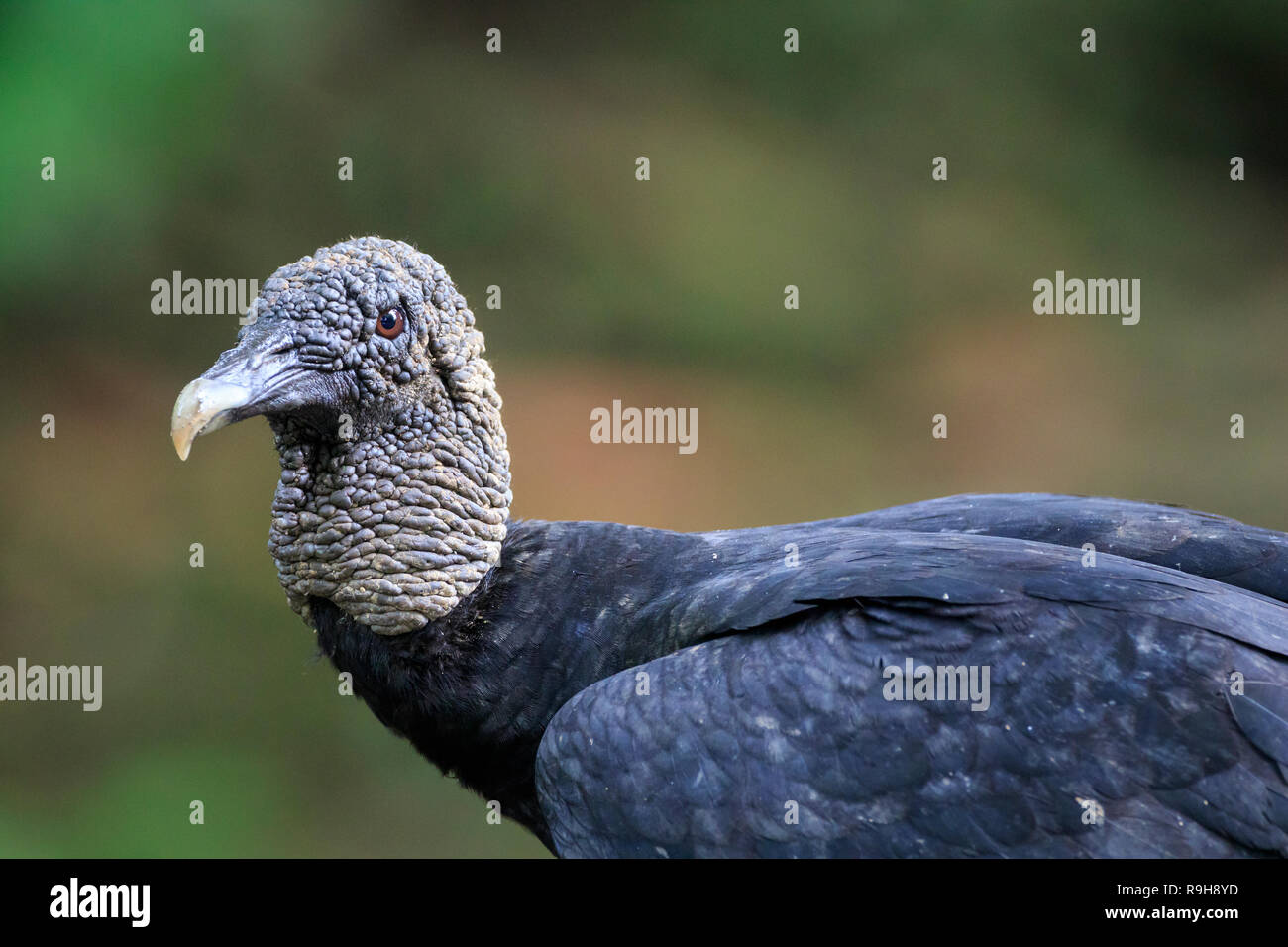 American Black Vulture (Coragyps atratus) portrait. Puerto Viejo river ...