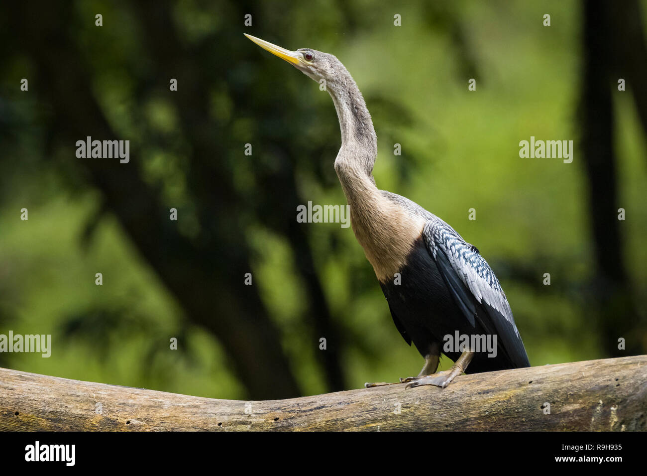Anhinga (Anhinga anhinga) female perched on tree. Puerto Viejo river ...
