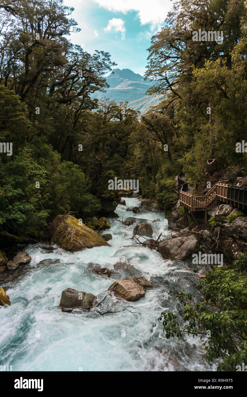 Hiking up a stream in New Zealand Stock Photo - Alamy