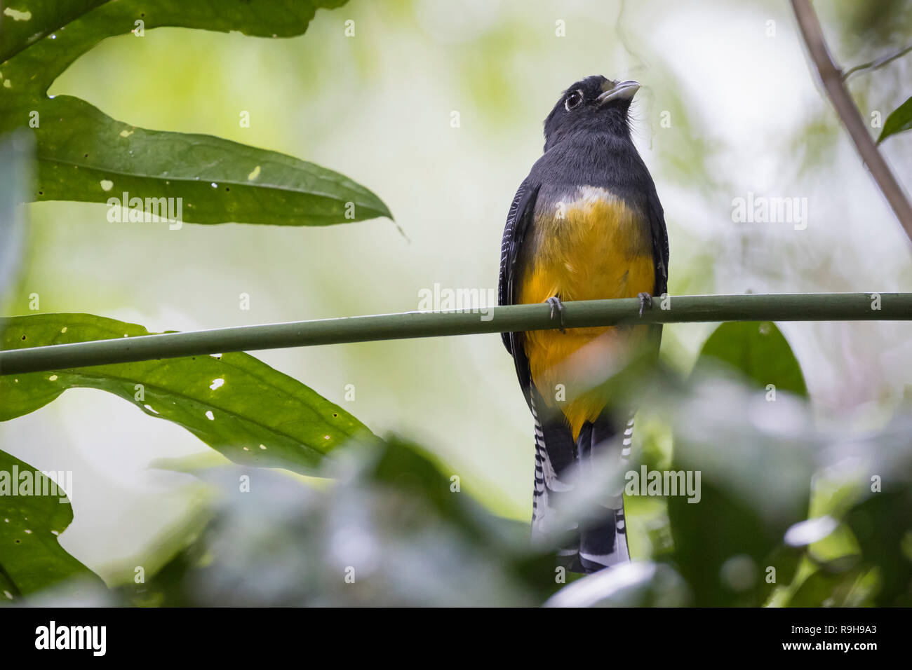 Gartered Trogon (Trogon caligatus) female perched on branch. Puerto ...