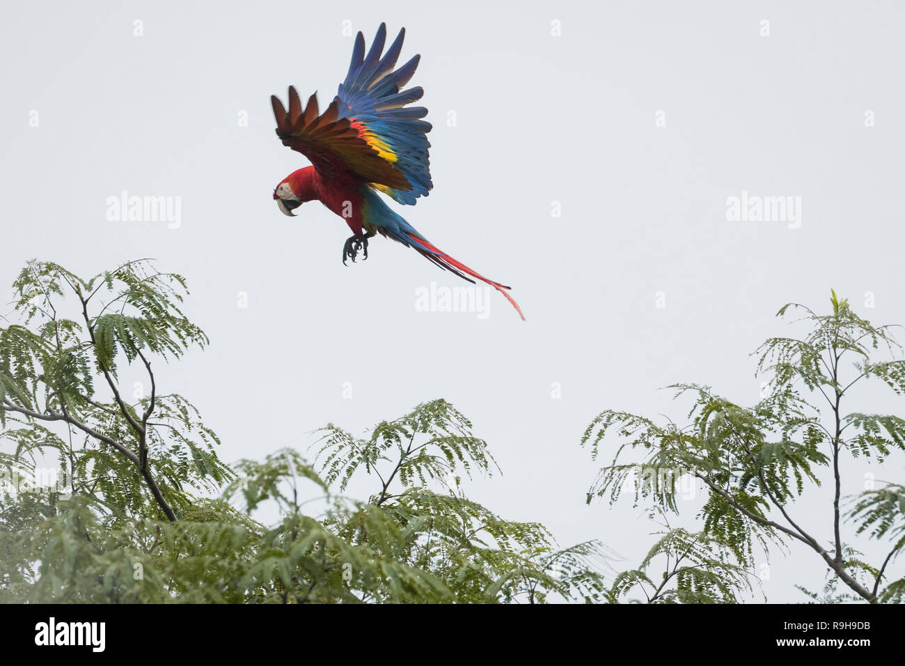 Scarlet macaw in flight ara hi-res stock photography and images - Alamy