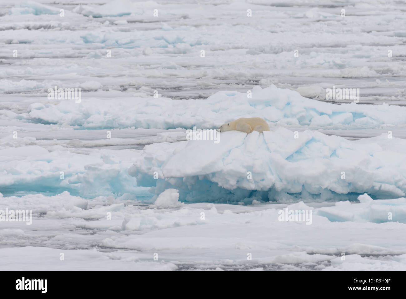 Female polar bear sleeping on pack ice hi-res stock photography and ...