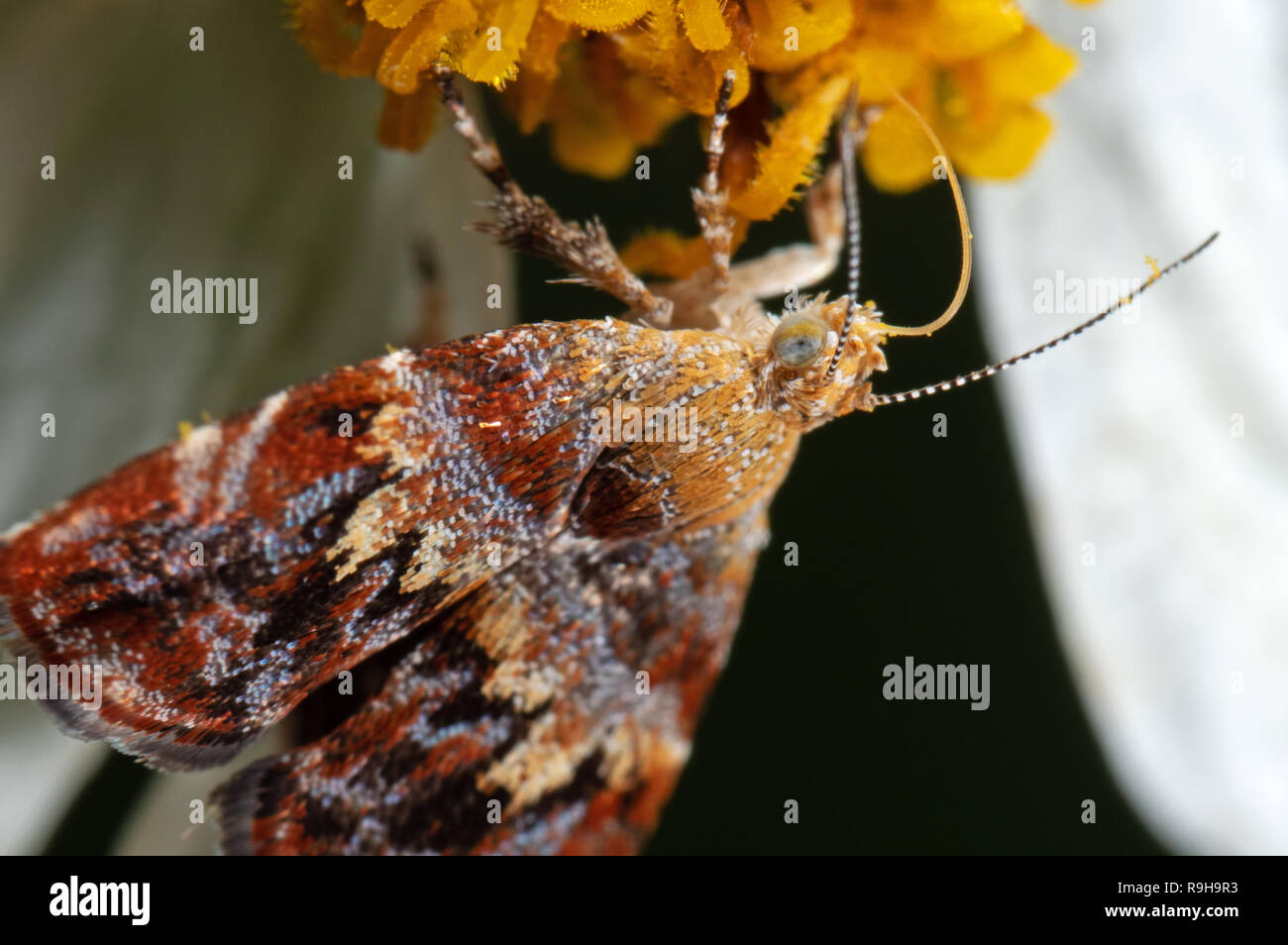 Macro Photography of Moth Sucking Nectar from Flower Stock Photo - Alamy