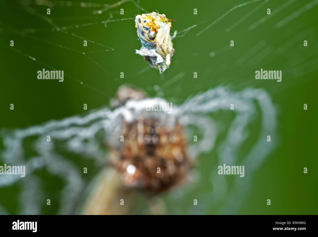 Macro Photography of Little Insect Stuck on The Spider Web with Spider ...