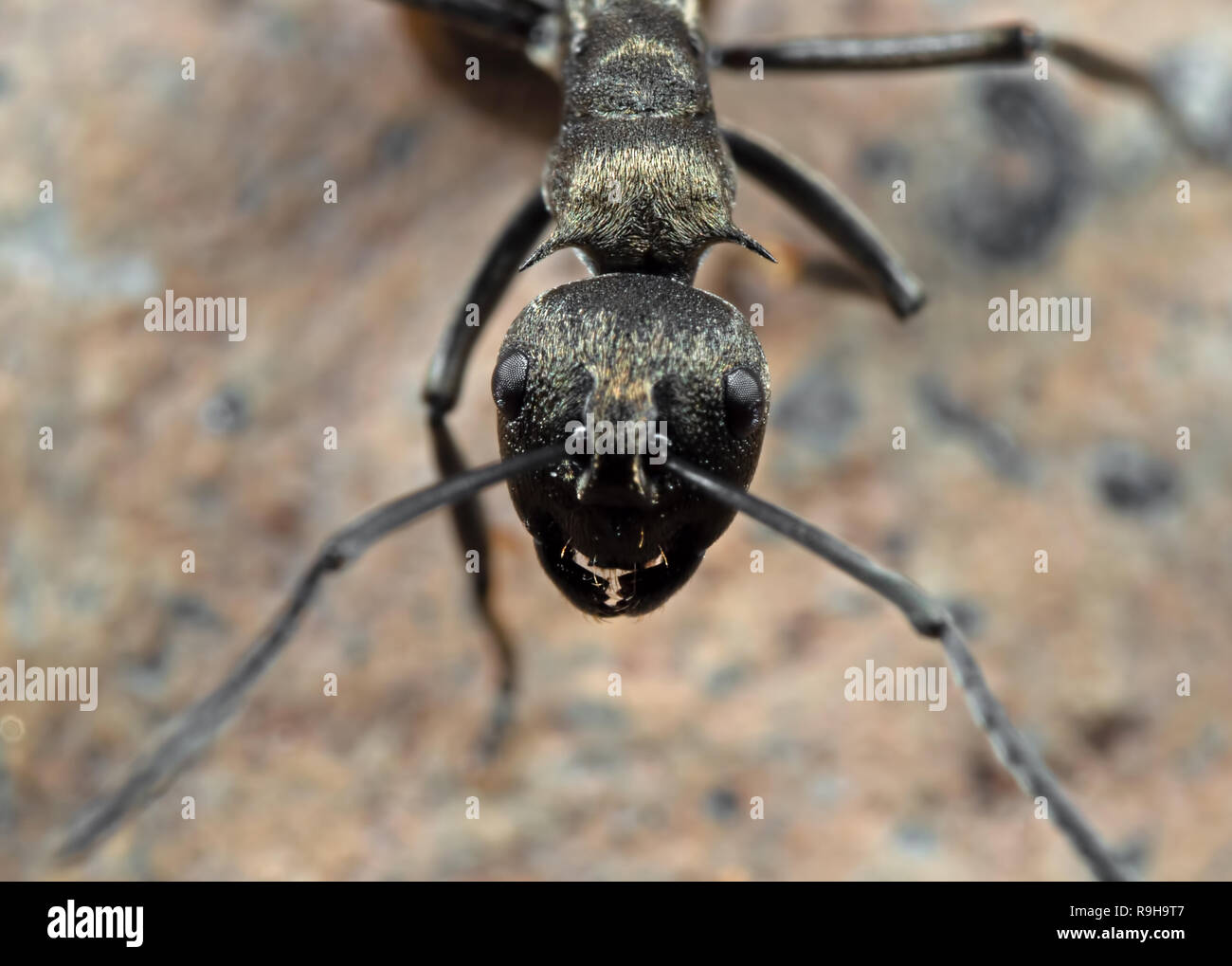 Macro Photography of Polyrhachis Dives Ant on The Ground Stock Photo ...