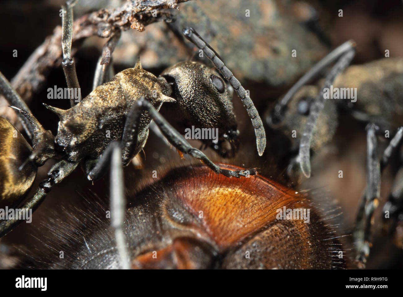 Macro Photography of Golden Weaver Ant Attack Prey Stock Photo - Alamy