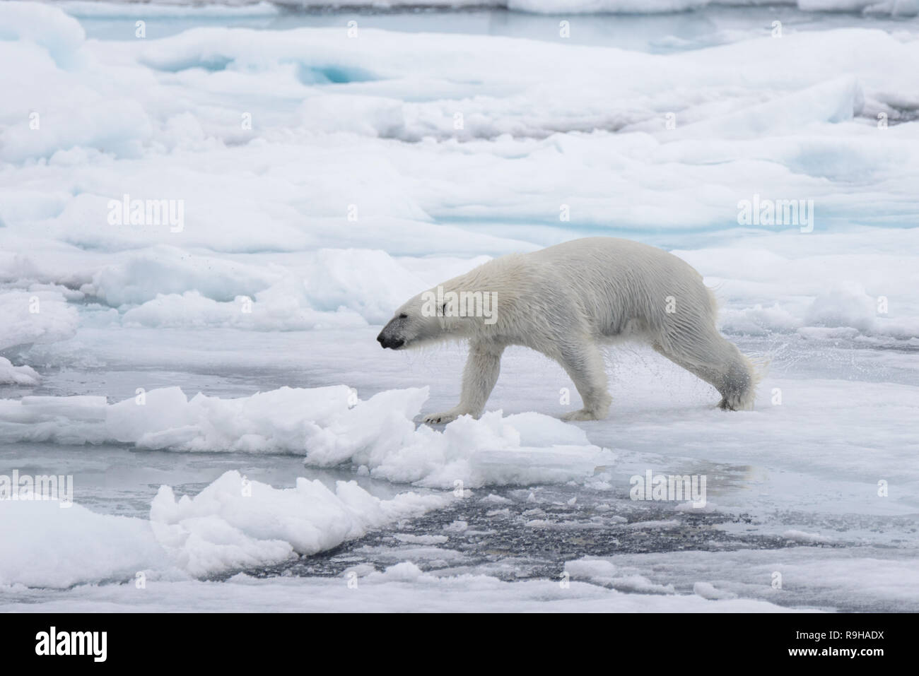 Wet polar bear going on pack ice in Arctic sea Stock Photo - Alamy