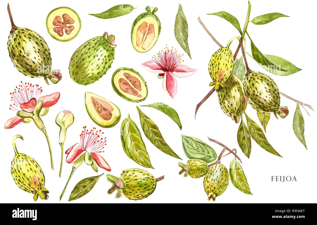 Watercolor illustration feijoa plant. Hand drawn watercolor painting on ...