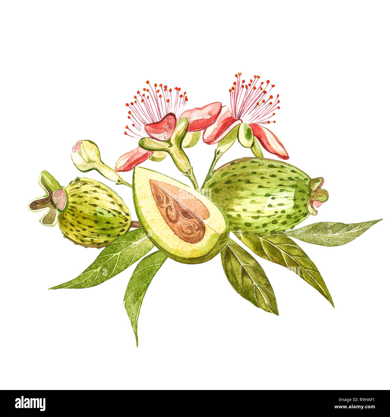 Watercolor illustration feijoa plant. Hand drawn watercolor painting on ...