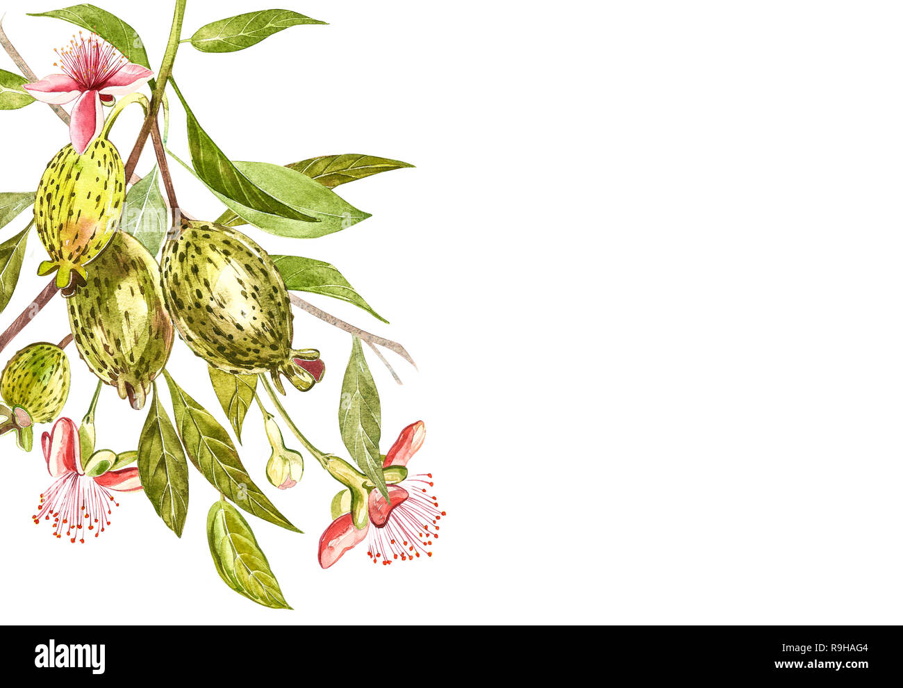 Watercolor illustration feijoa plant. Hand drawn watercolor painting on ...