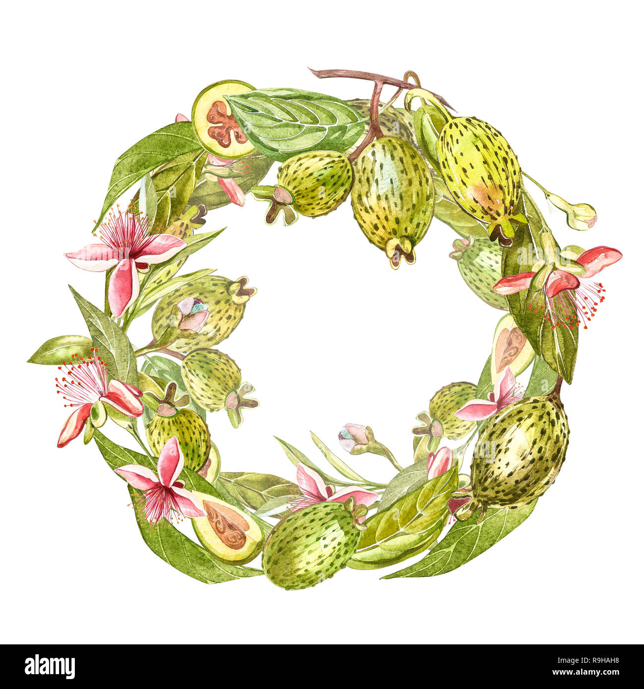 Watercolor illustration feijoa plant. Hand drawn watercolor painting on ...