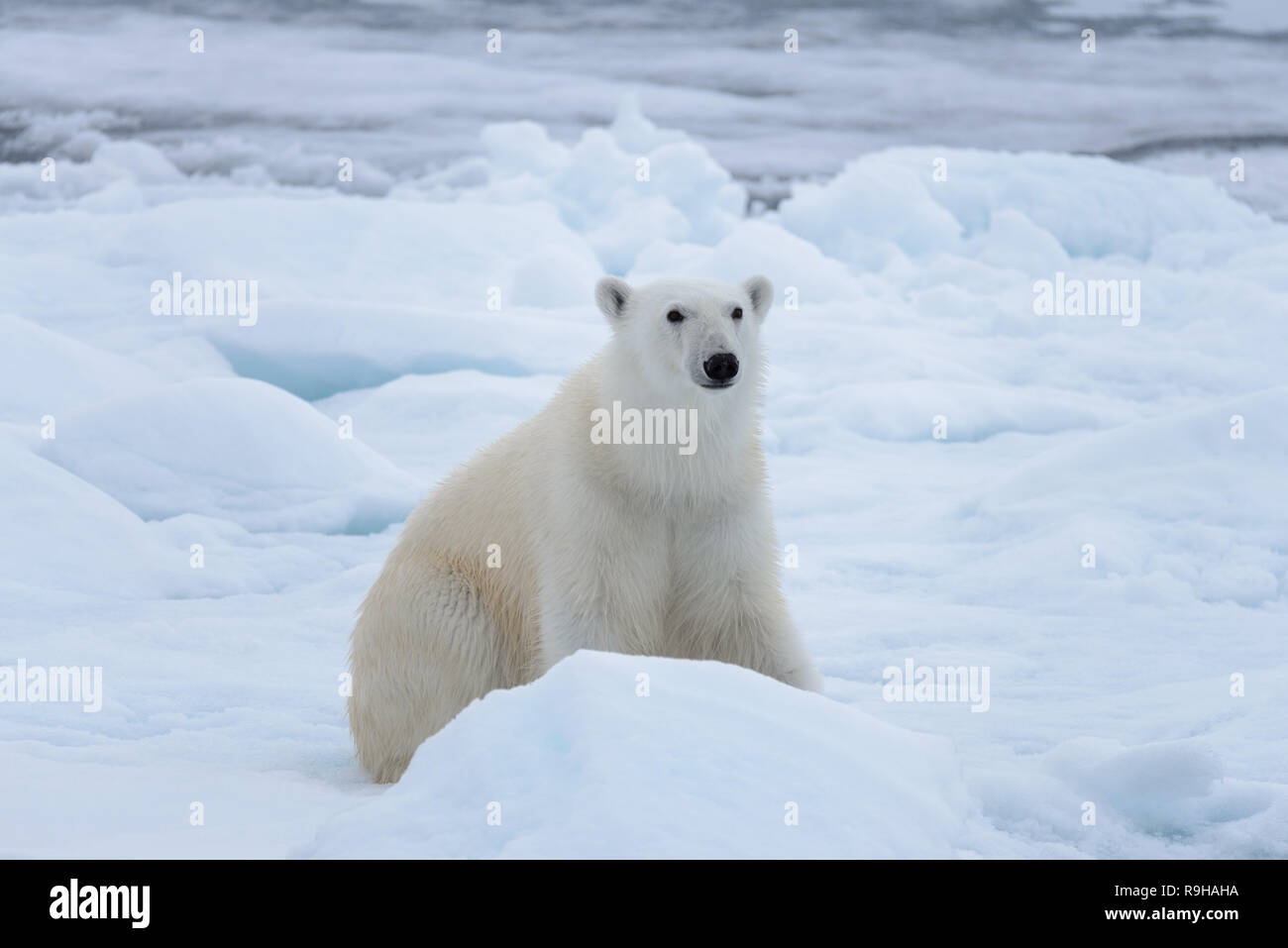 Female polar bear sitting ice hi-res stock photography and images - Alamy