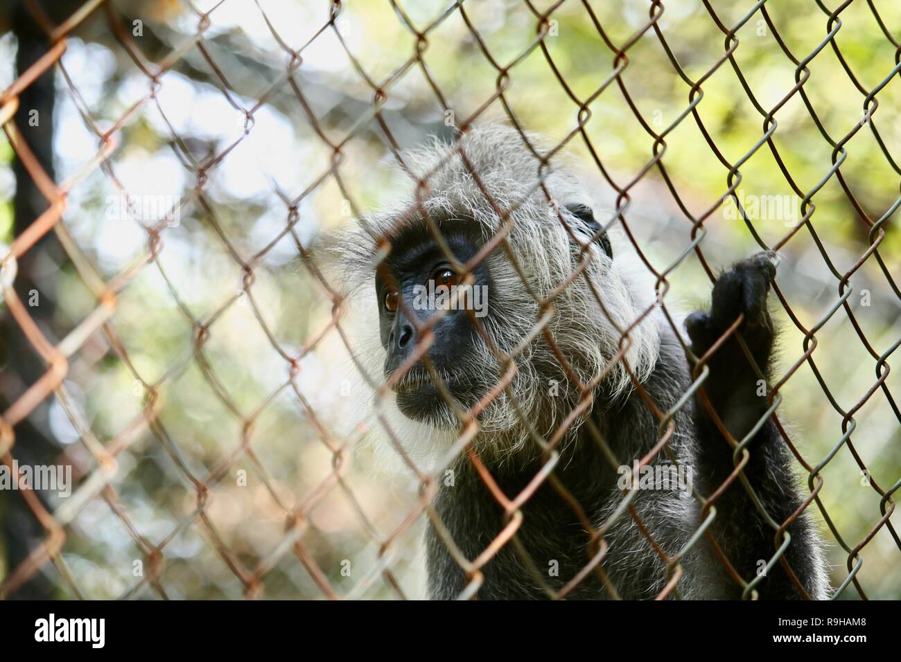 A monkey saved from the pet trade cruelty being rehabilitated in ...