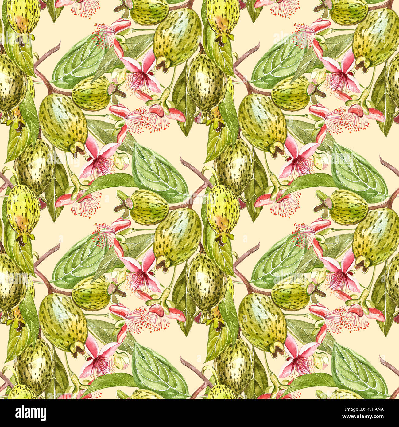 Watercolor illustration feijoa plant. Hand drawn watercolor painting on ...