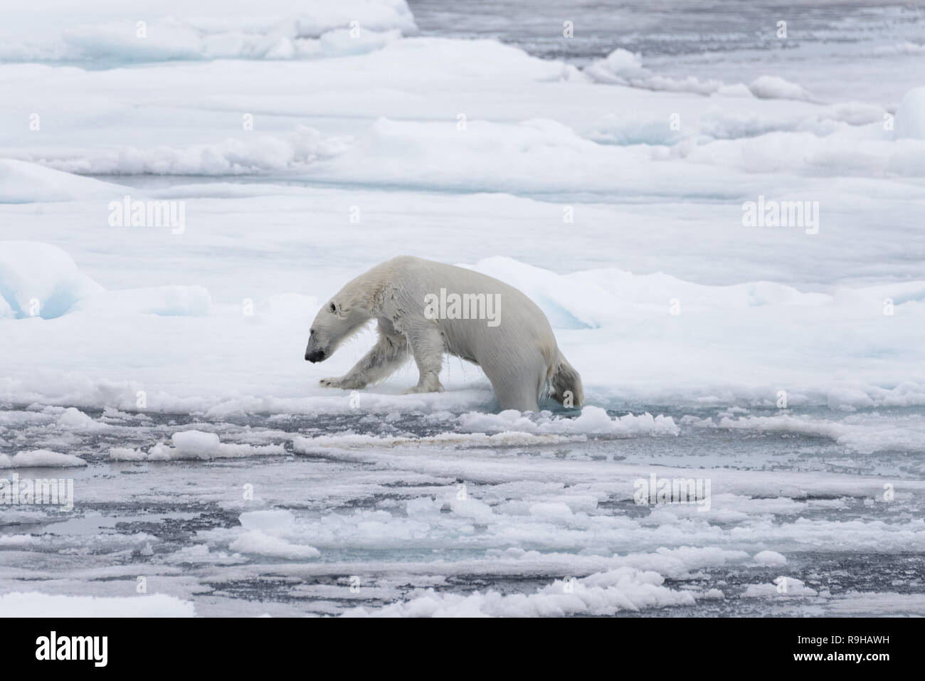 Wet polar bear going on pack ice in Arctic sea Stock Photo - Alamy