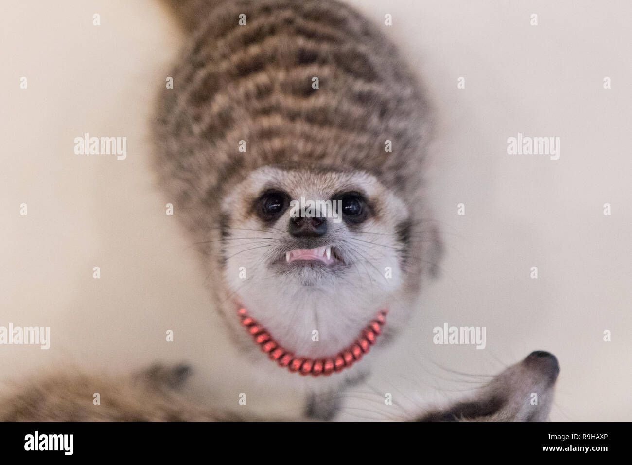 Meerkat friends pet pets domesticated Stock Photo - Alamy