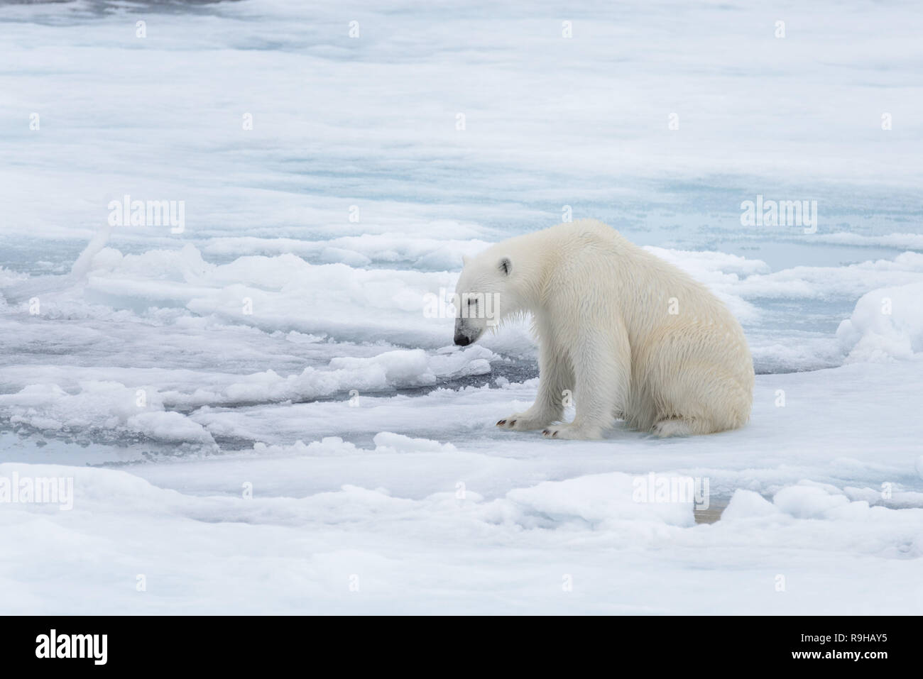 Wild polar bear sitting on pack ice Stock Photo - Alamy