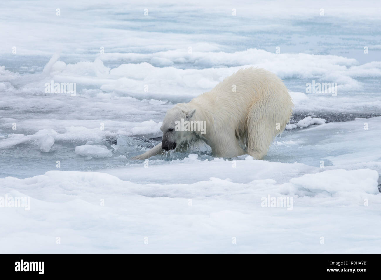 Wet polar bear shaking off on pack ice in Arctic sea Stock Photo - Alamy