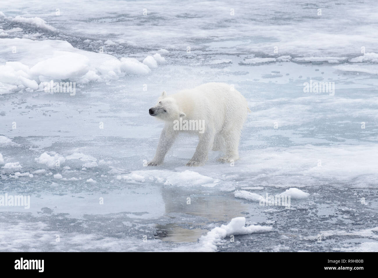 Wet polar bear shaking off on pack ice in Arctic sea Stock Photo - Alamy