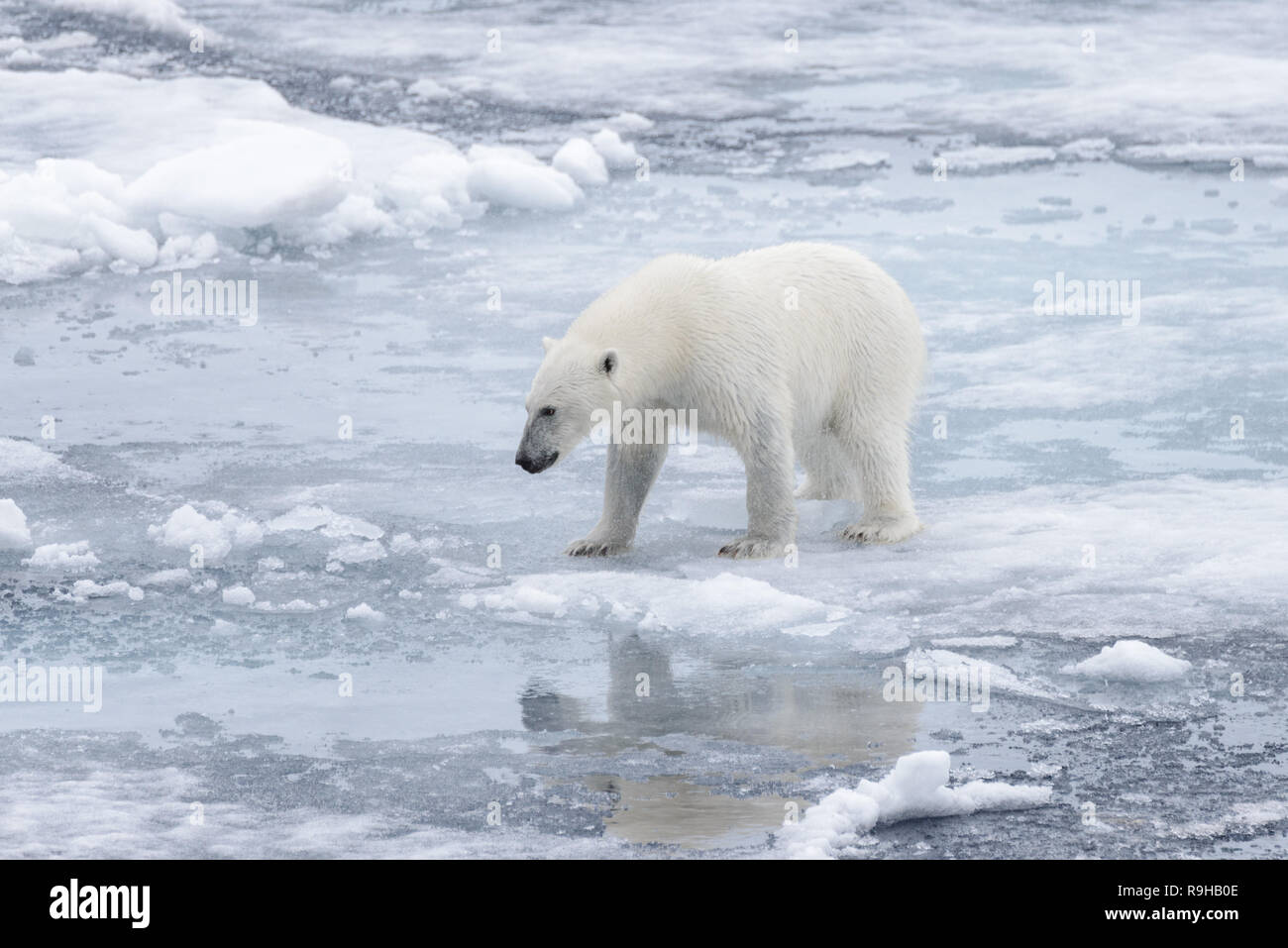 Wet polar bear shaking off on pack ice in Arctic sea Stock Photo - Alamy