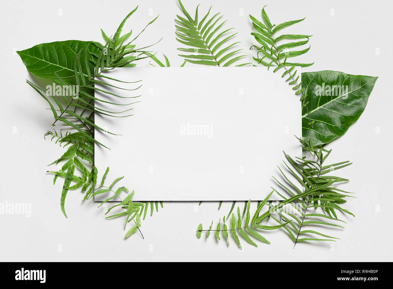 Fern leaves with copy space for text Stock Photo - Alamy