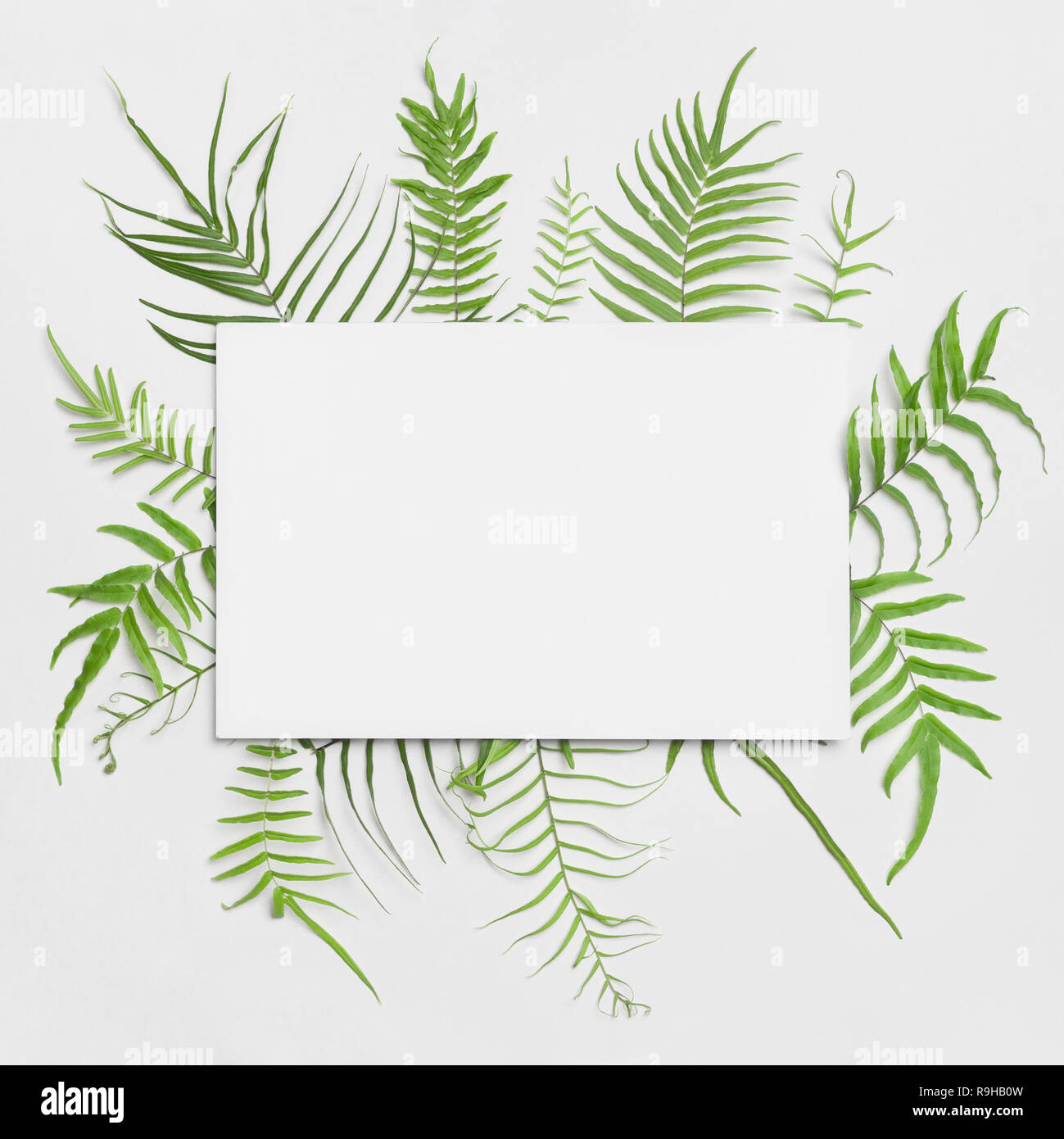 Fern leaves with copy space for text Stock Photo - Alamy