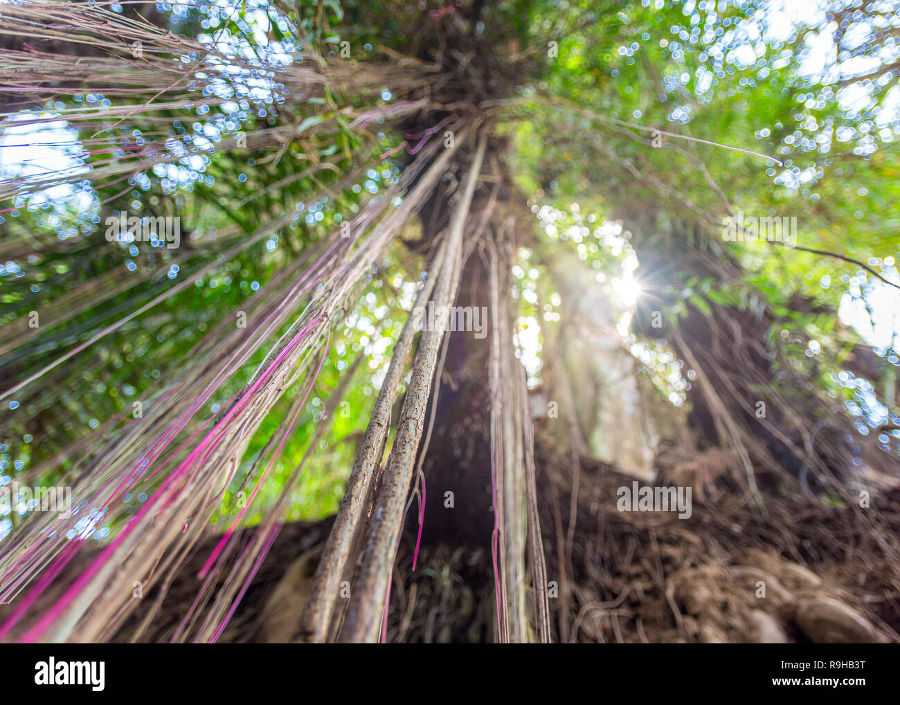 Jungle Vines Stock Photos & Jungle Vines Stock Images - Alamy