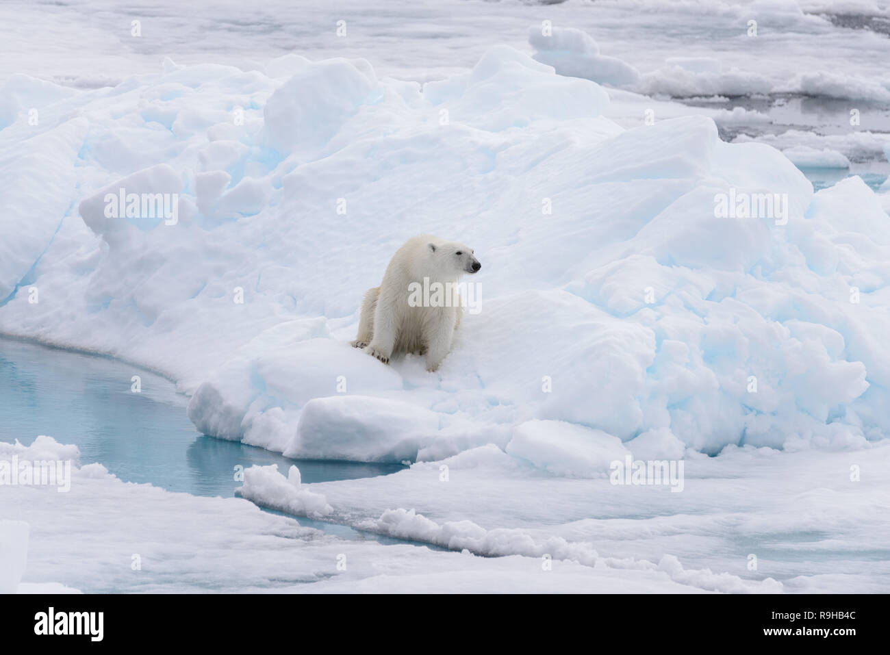 Female polar bear sitting ice hi-res stock photography and images - Alamy