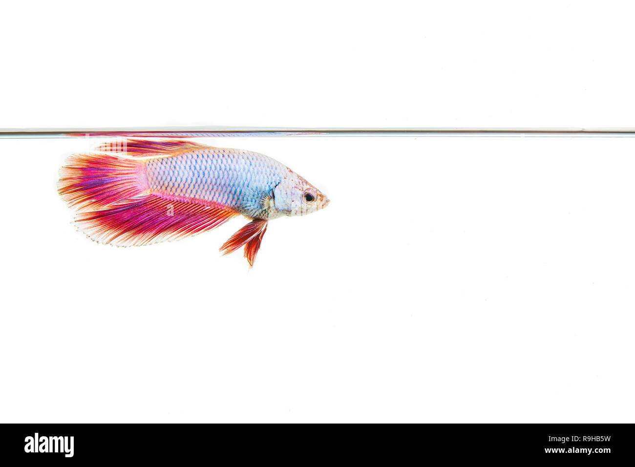 Single colorful fish in tank isolated on white background Stock Photo ...