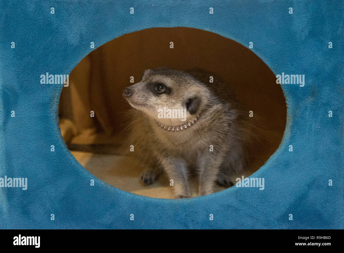 Meerkat friends pet pets domesticated Stock Photo - Alamy