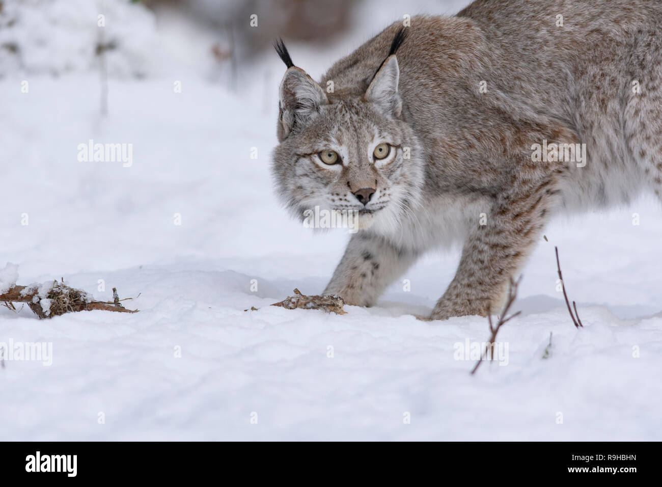 Lynx boreal hi-res stock photography and images - Alamy
