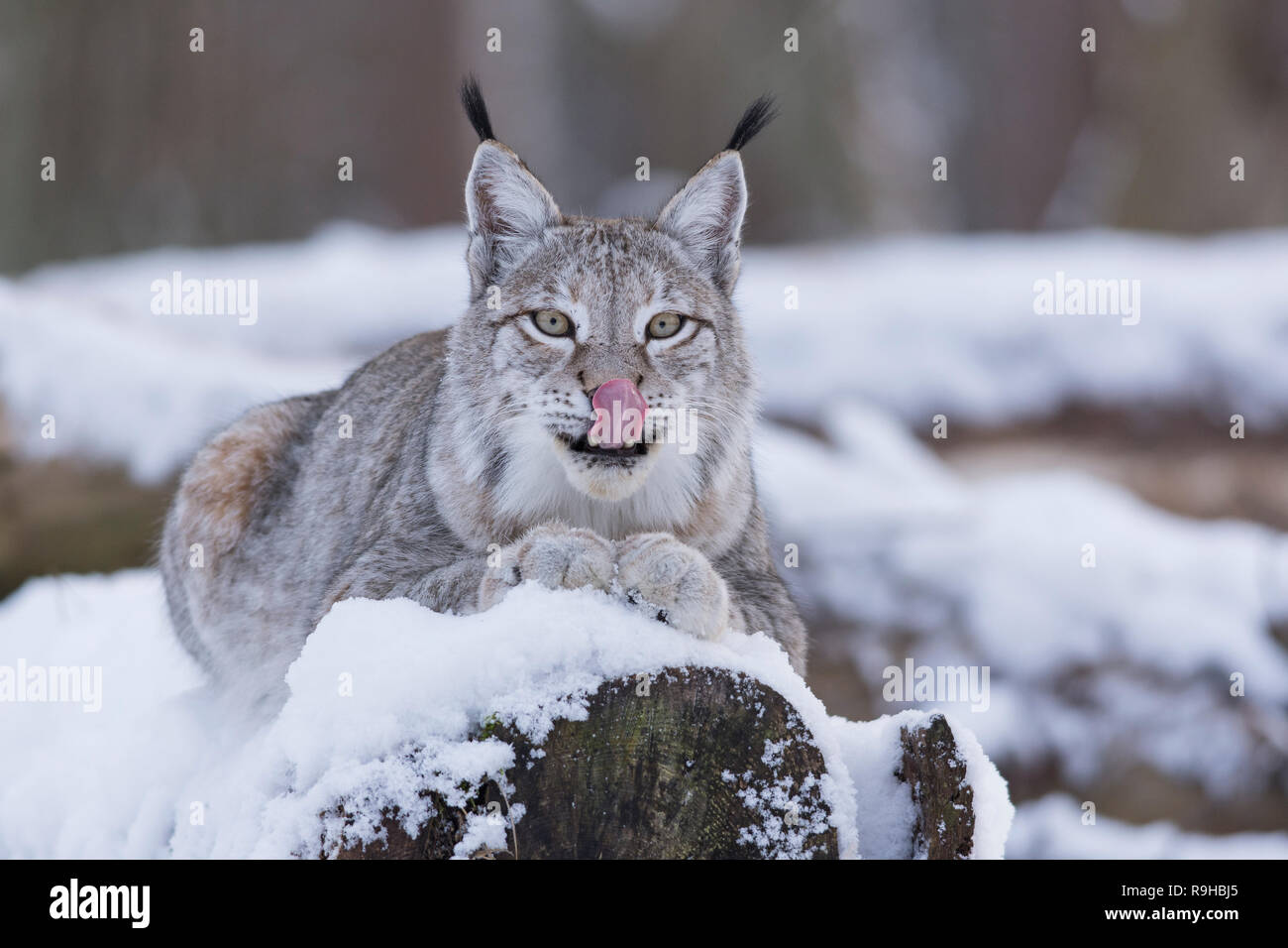 Lynx boreal hi-res stock photography and images - Alamy