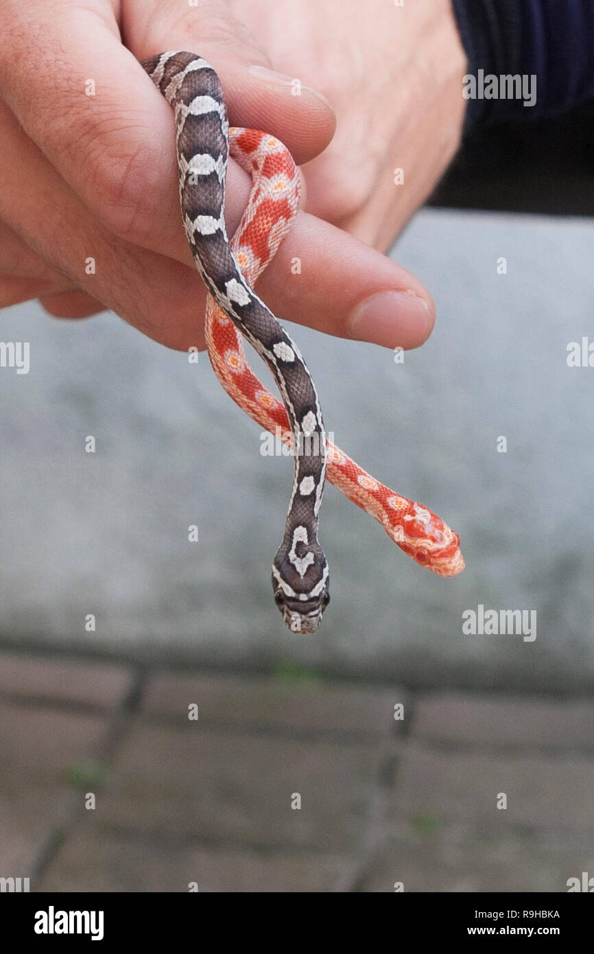Young corn snake pantherophis guttatus hi-res stock photography and ...