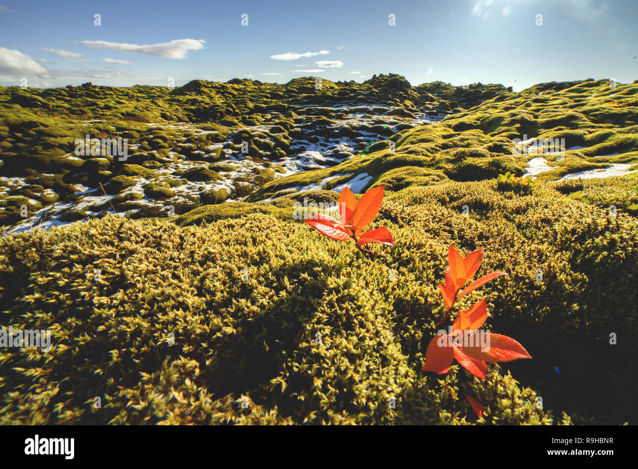 Mossy fields Iceland Stock Photo - Alamy