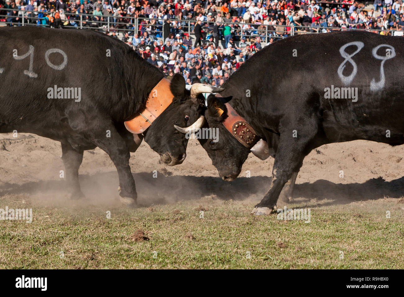 Reines hi-res stock photography and images - Alamy