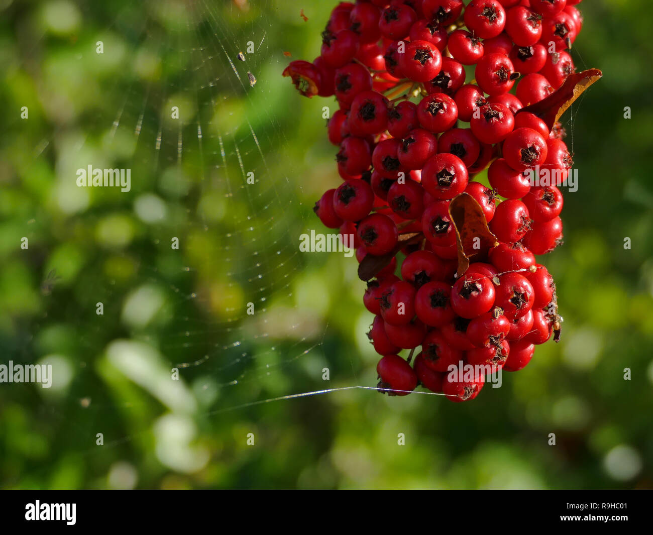 Red berries and a cobweb Stock Photo - Alamy