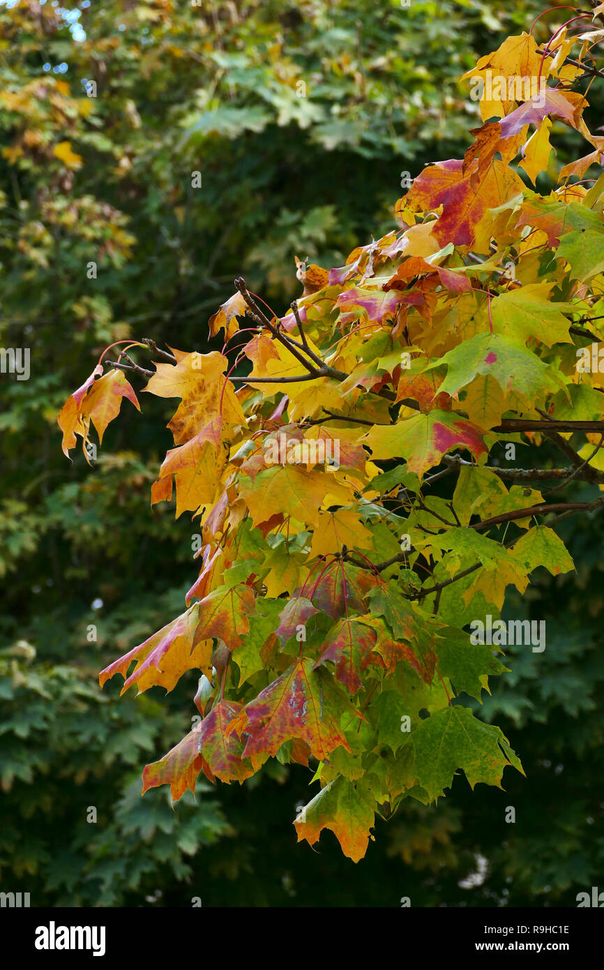 Foliage range hi-res stock photography and images - Alamy