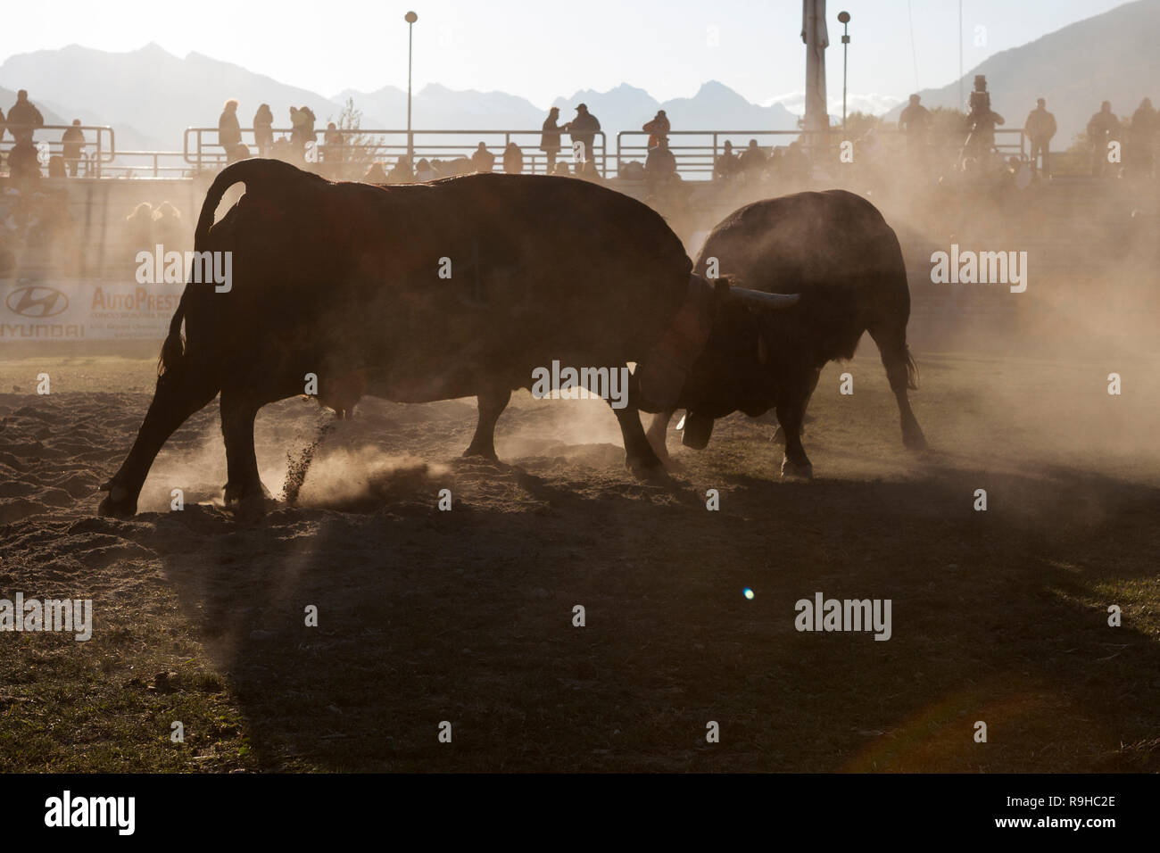 Two cows fight during the "bataille de reines" (Battle of the Queens ...