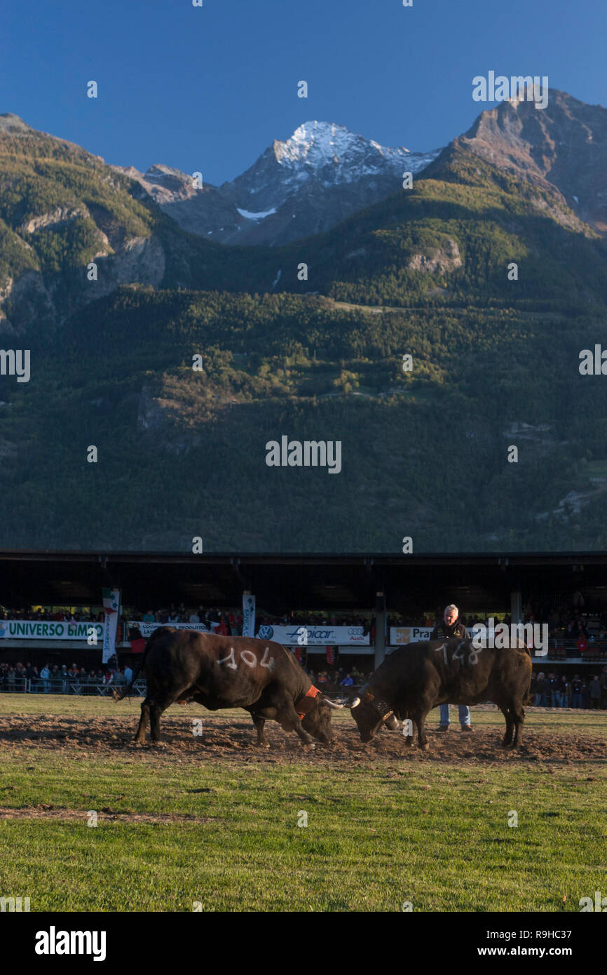 Two cows fight during the "bataille de reines" (Battle of the Queens ...