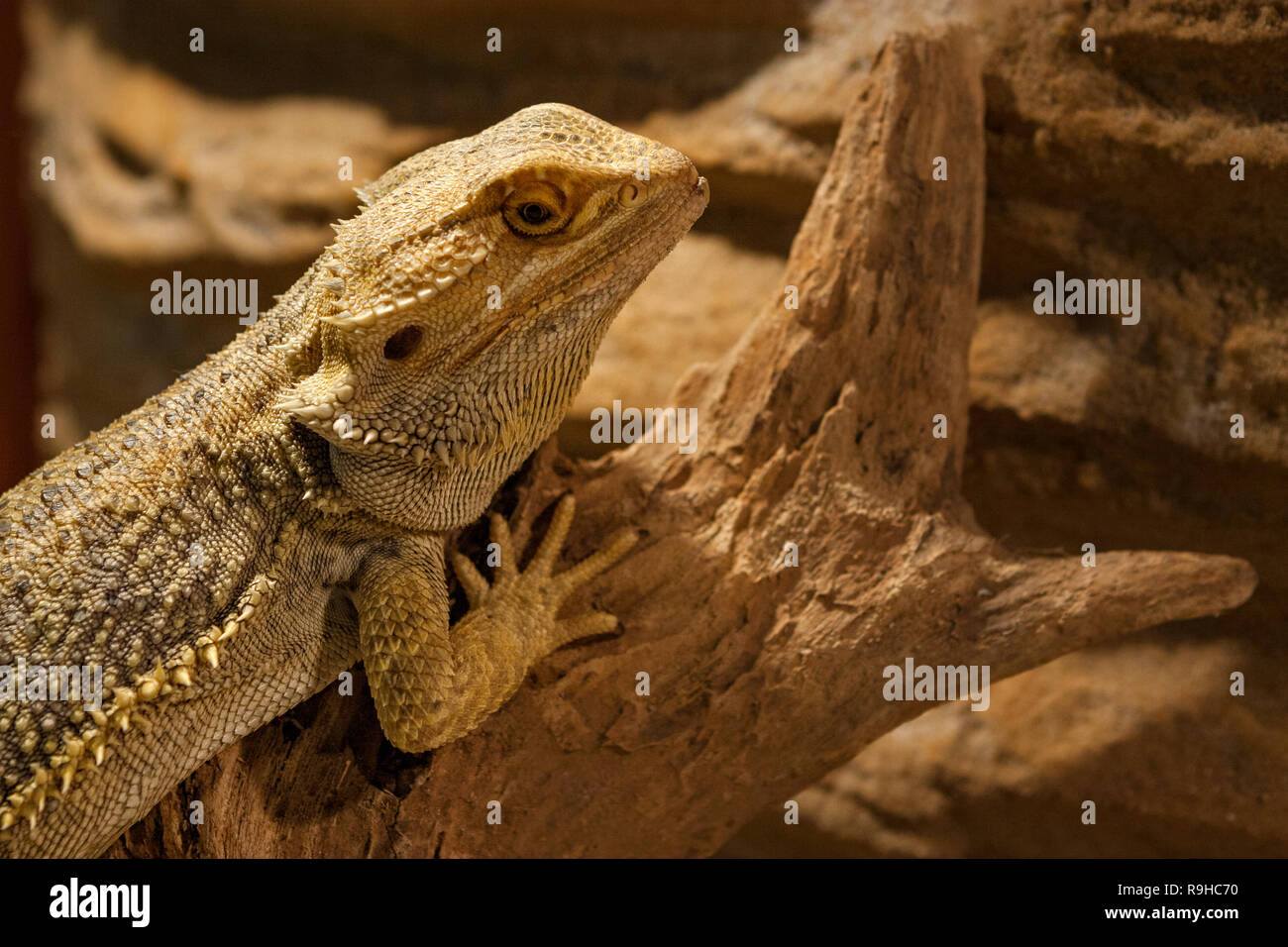 A central bearded dragon ( Pogona vitticeps ) in captivity. Pogona is a ...