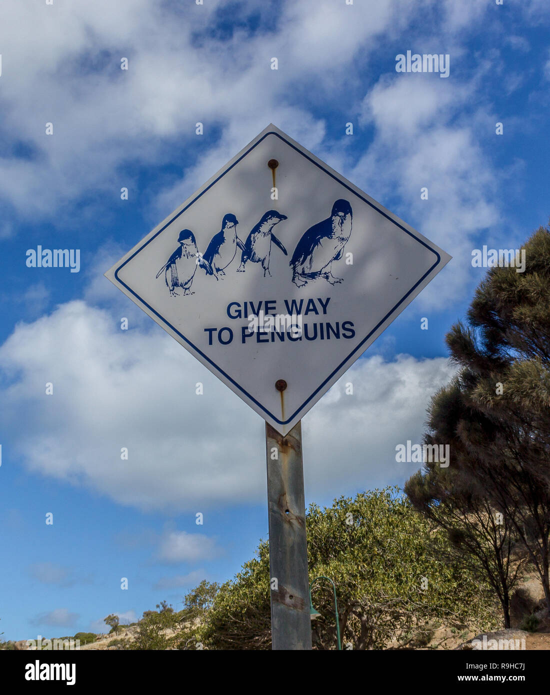 Blue penguin road crossing hi-res stock photography and images - Alamy