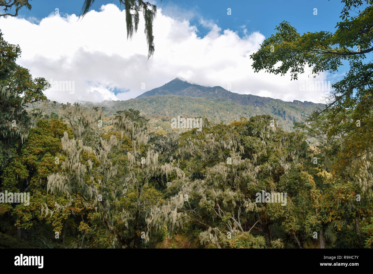 Climbing Mount Meru, Arusha National Park, Tanzania Stock Photo - Alamy