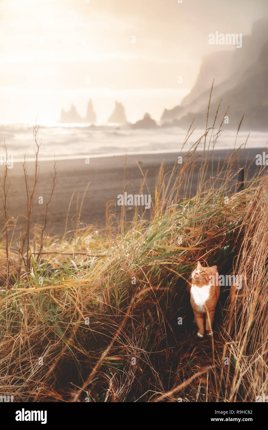 Real life garfield hi-res stock photography and images - Alamy
