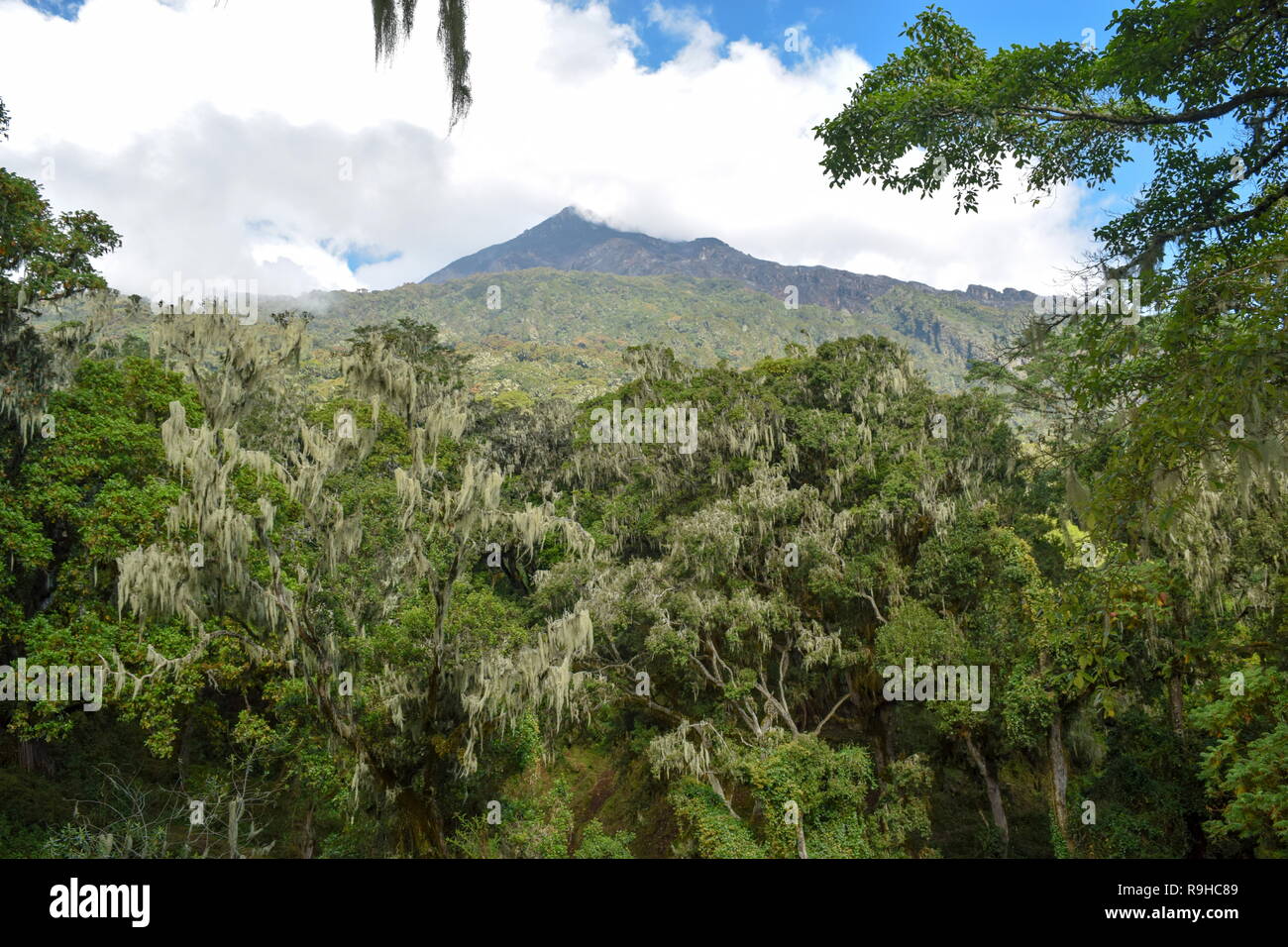 Climbing Mount Meru, Arusha National Park, Tanzania Stock Photo - Alamy