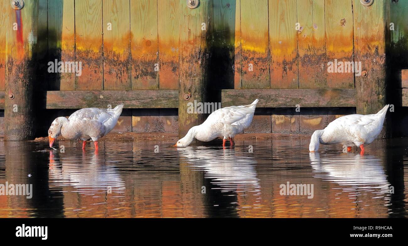 Goose Eating Plants High Resolution Stock Photography and Images - Alamy