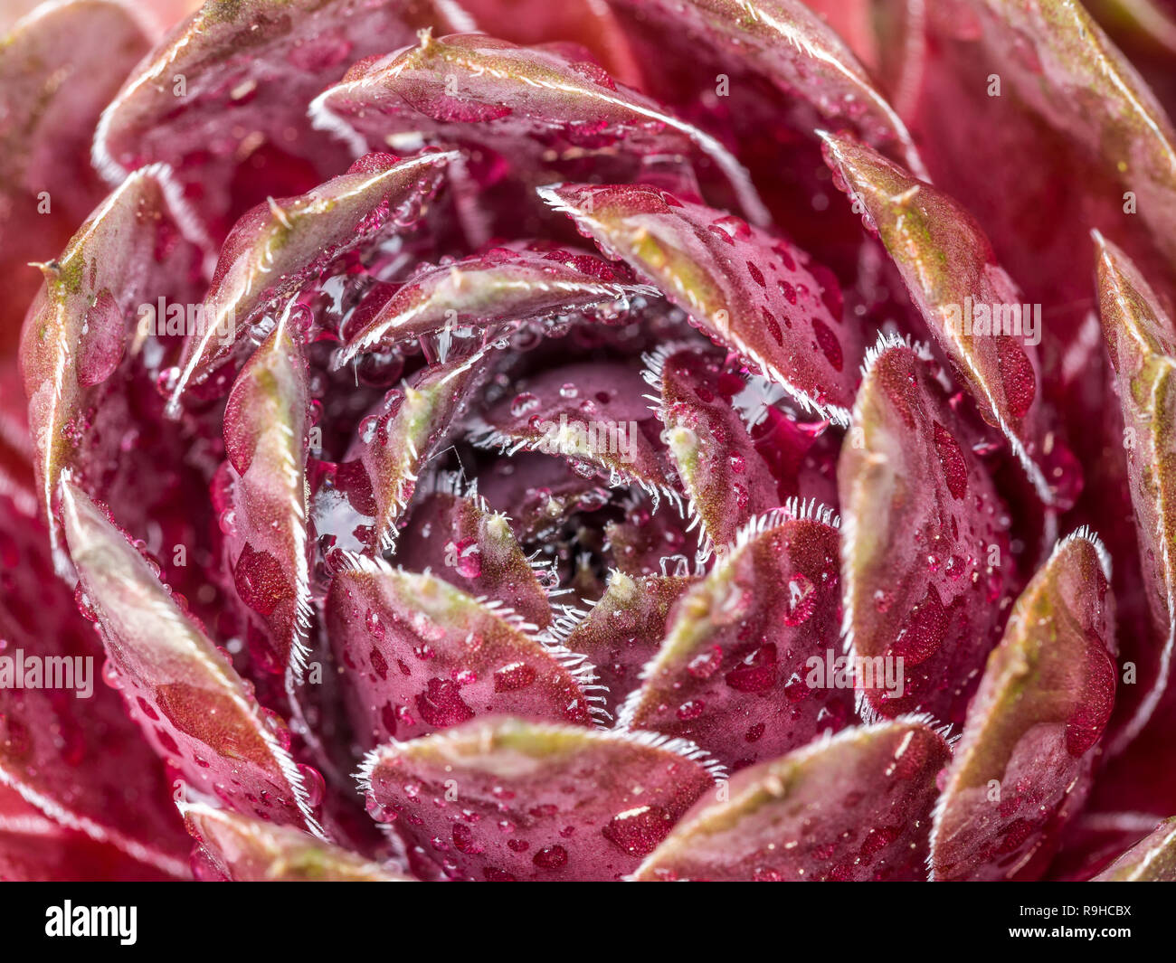 stone rose in garden Stock Photo - Alamy