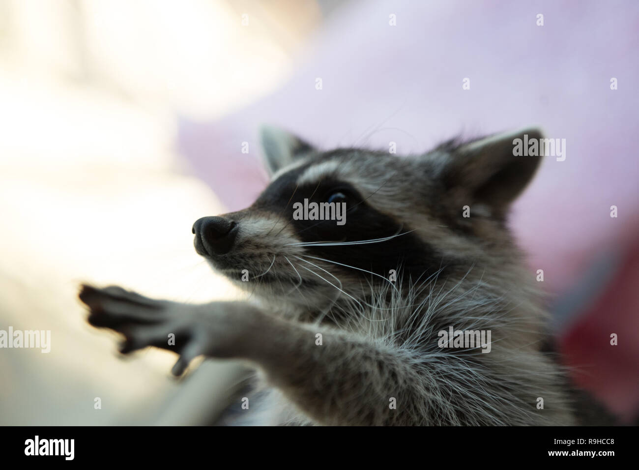 Pet racoon domesticated tamed Stock Photo - Alamy